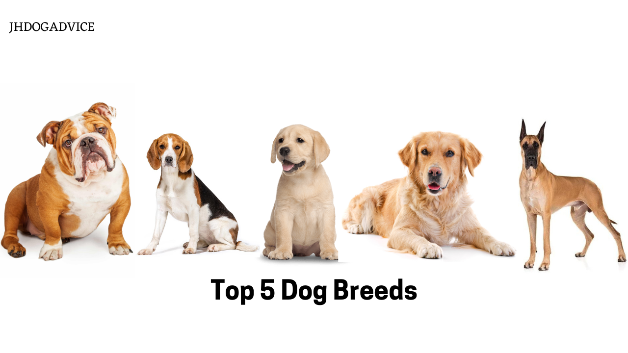 Top 5 Dog Breeds - JH DOG ADVICE