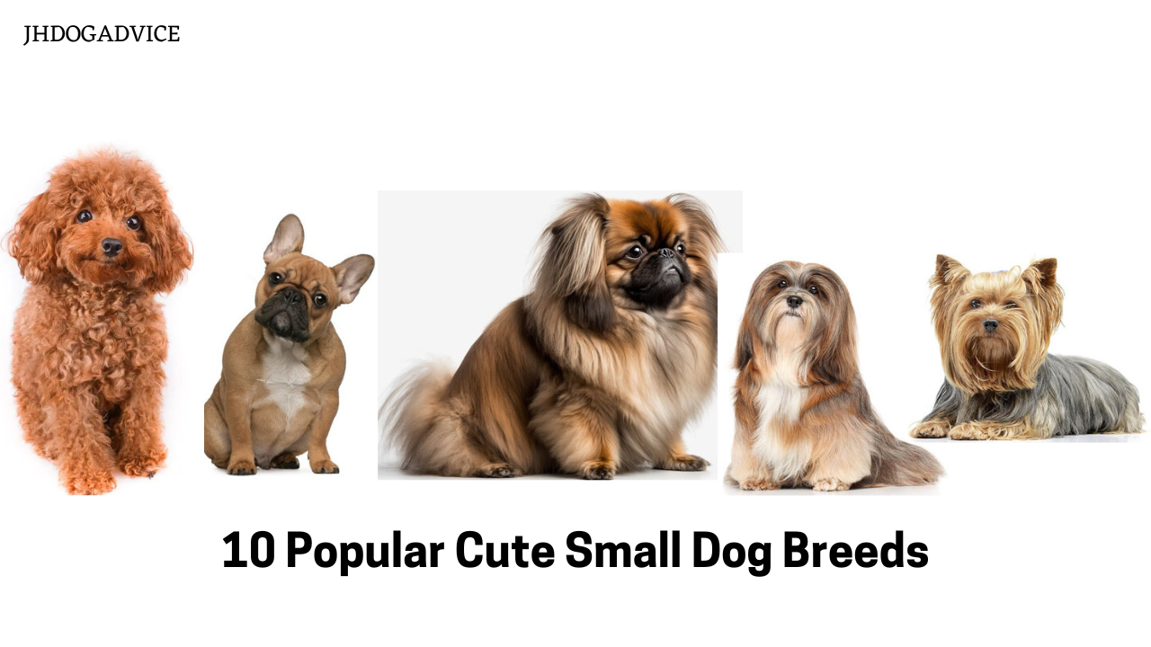 10 Popular Cute Small Dog Breeds - JH DOG ADVICE