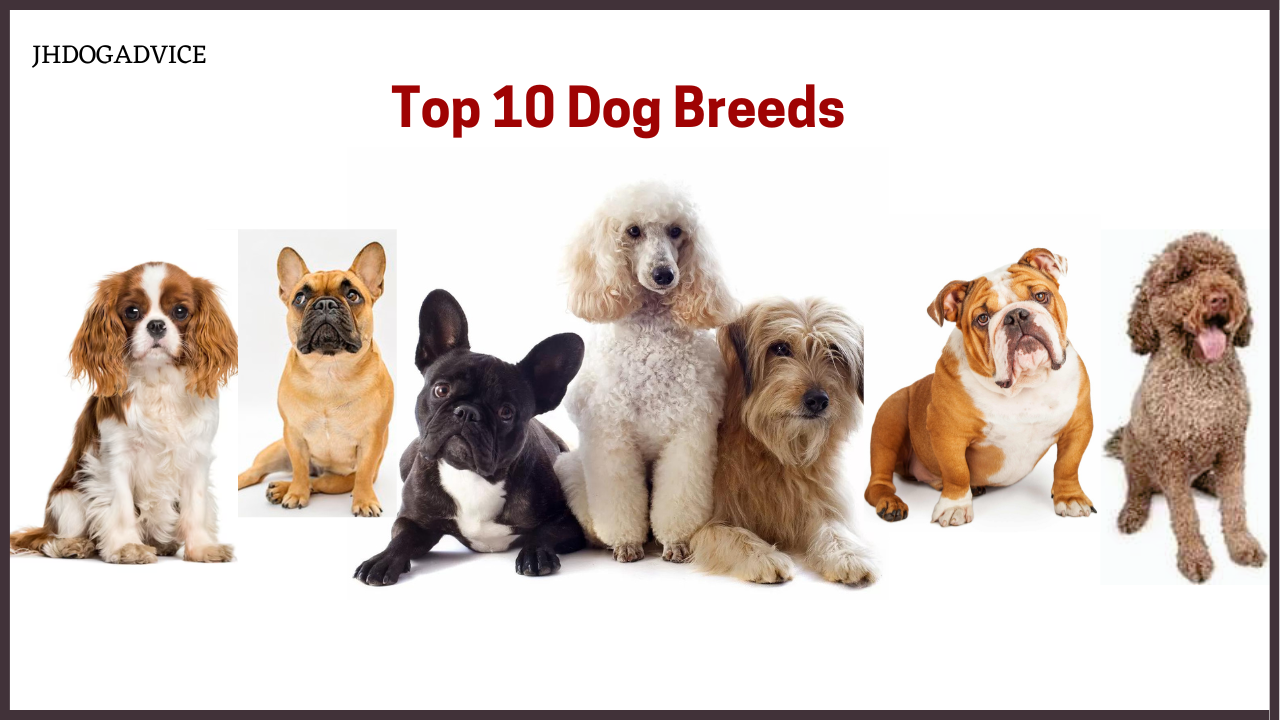 Top 10 Dog Breeds - JH DOG ADVICE