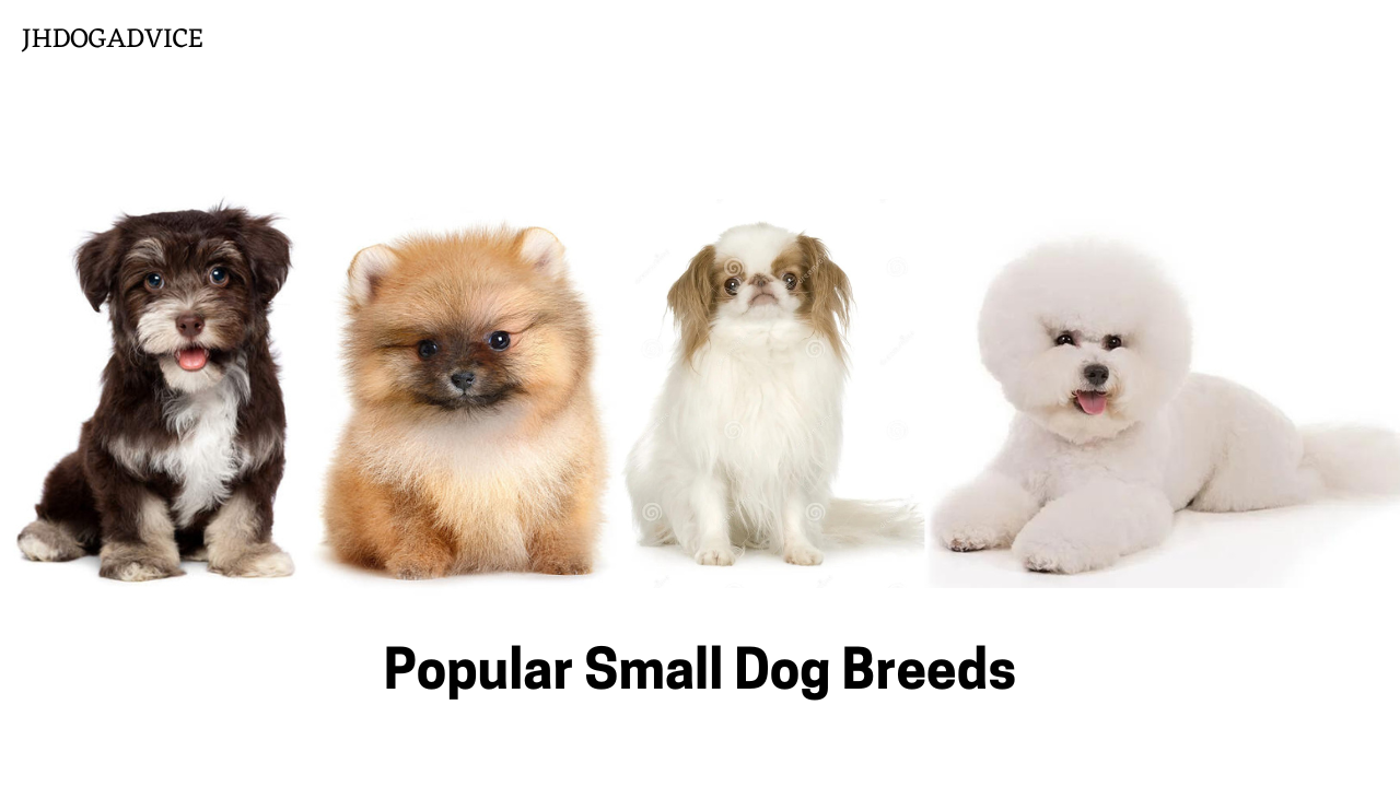 Popular Small Dog Breeds - JH DOG ADVICE