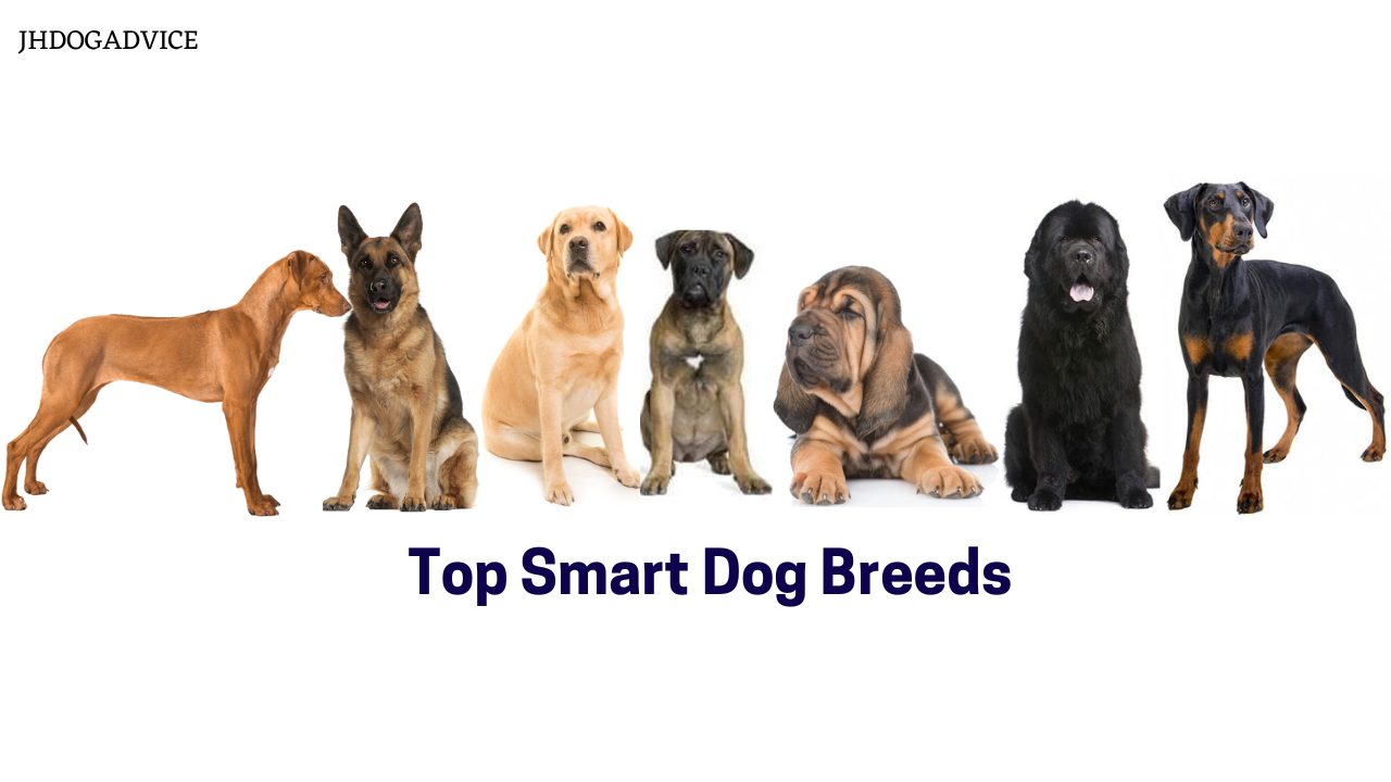 Top Smart Dog Breeds - JH DOG ADVICE