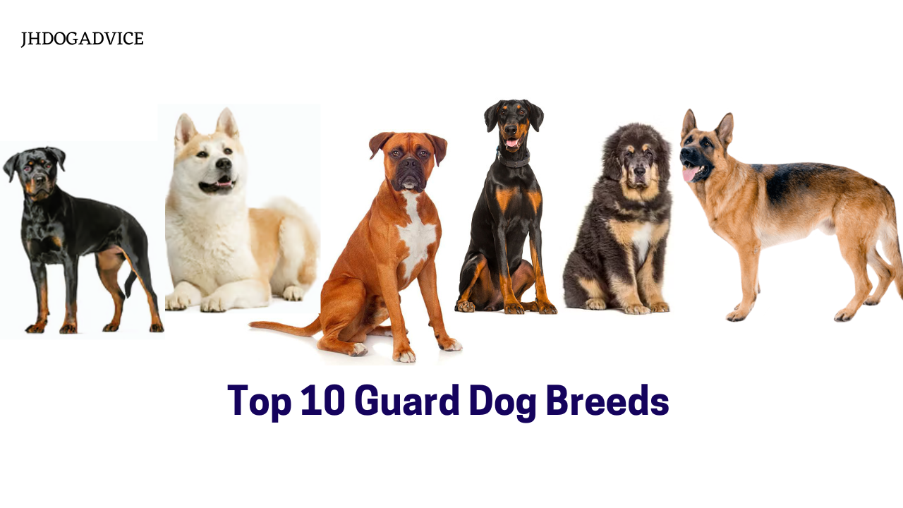 Top 10 Guard Dog Breeds - JH DOG ADVICE