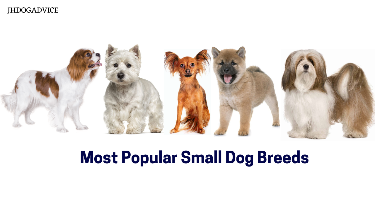 Most Popular Small Dog Breeds - JH DOG ADVICE