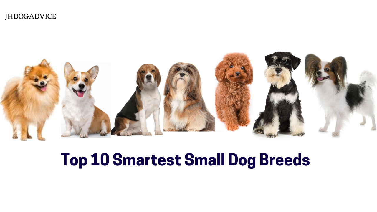 Top 10 Smartest Small Dog Breeds - JH DOG ADVICE