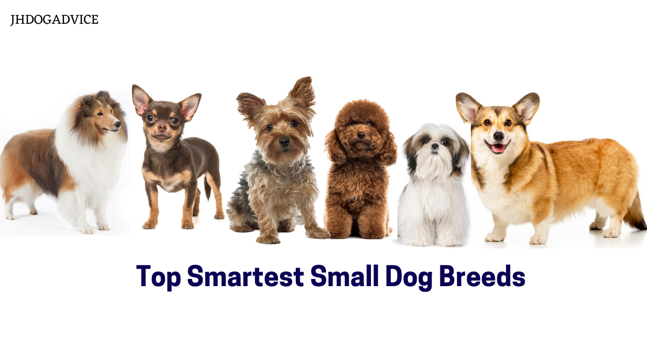 Top Smartest Small Dog Breeds - JH DOG ADVICE
