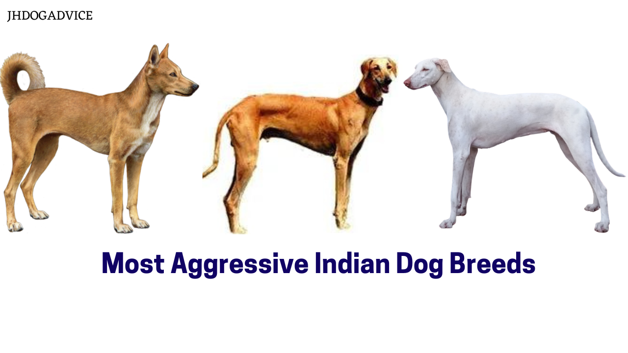 Most Aggressive Indian Dog Breeds - JH DOG ADVICE