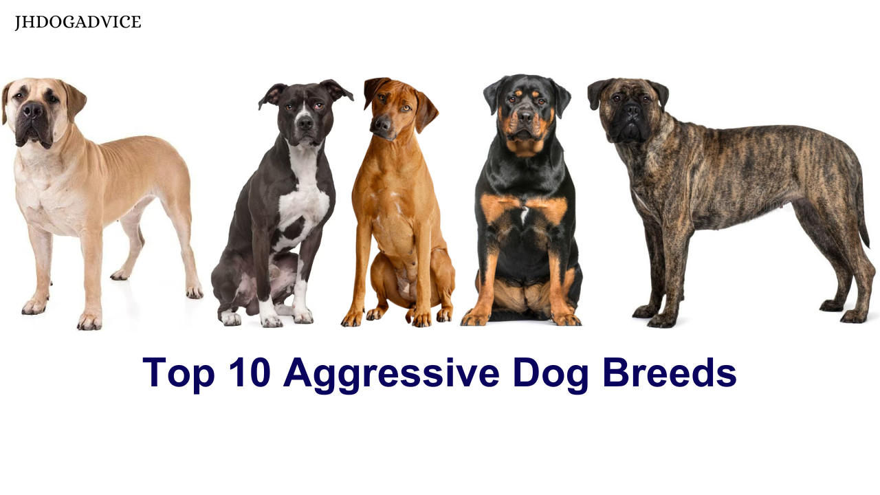 Top 10 Aggressive Dog Breeds - JH DOG ADVICE