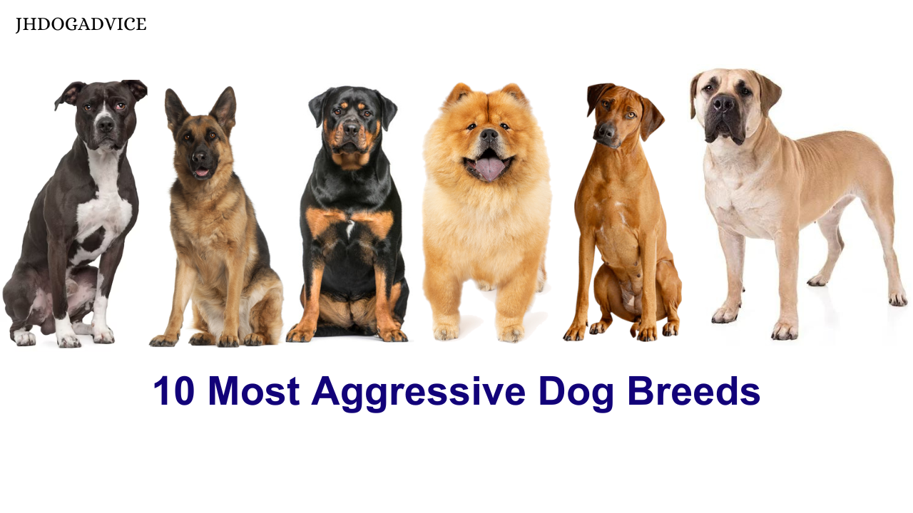 10 Most Aggressive Dog Breeds - JH DOG ADVICE