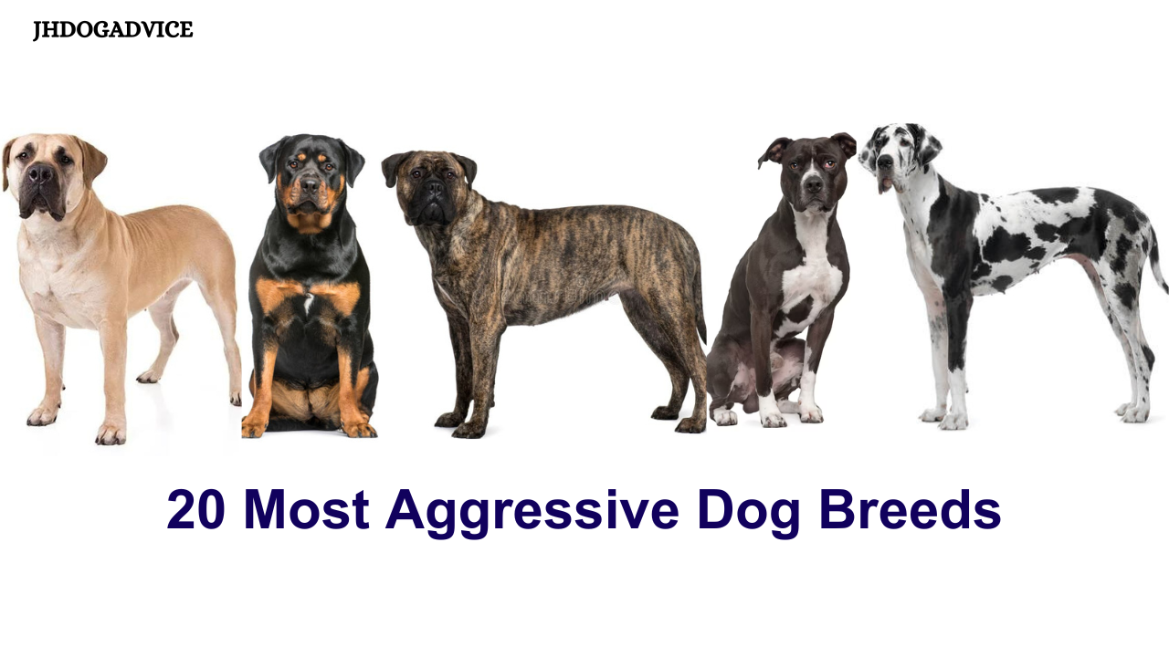 20 Most Aggressive Dog Breeds - JH DOG ADVICE