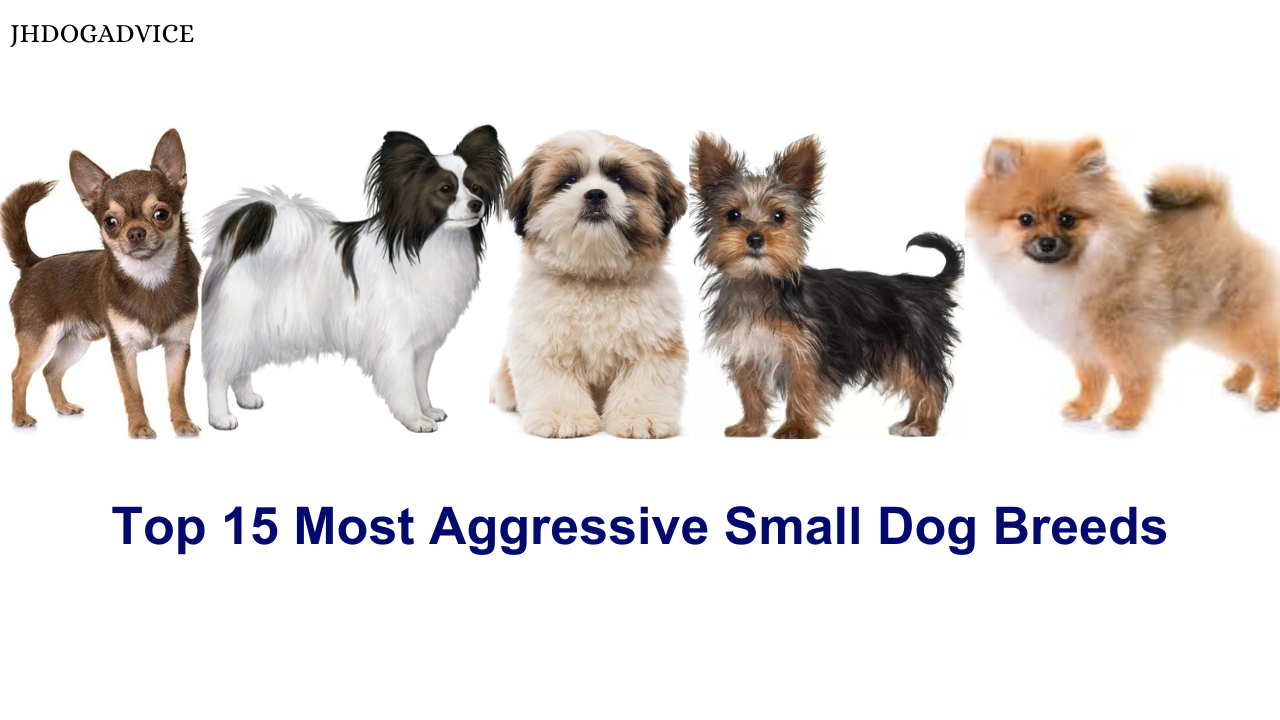 Top 15 Most Aggressive Small Dog Breeds - JH DOG ADVICE