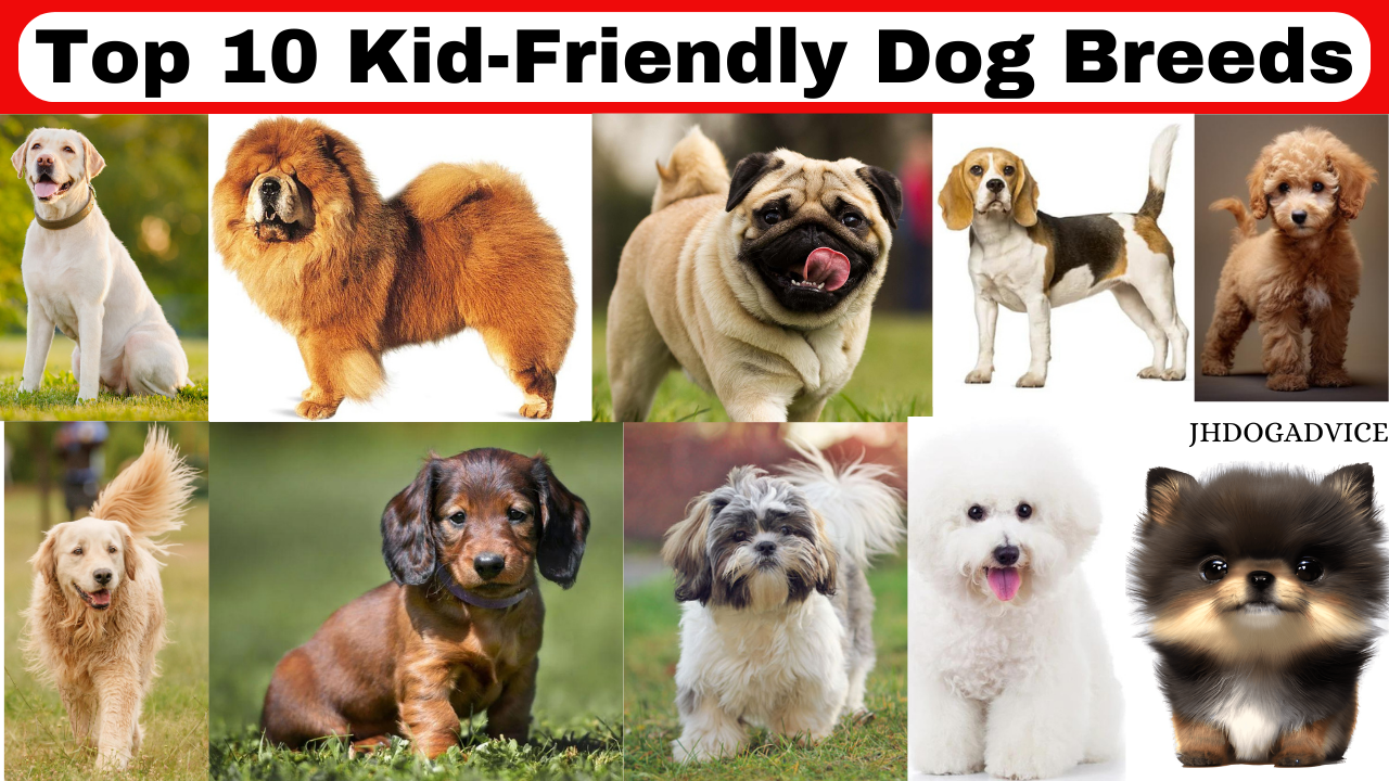 Top 10 Kid-Friendly Dog Breeds - JH DOG ADVICE